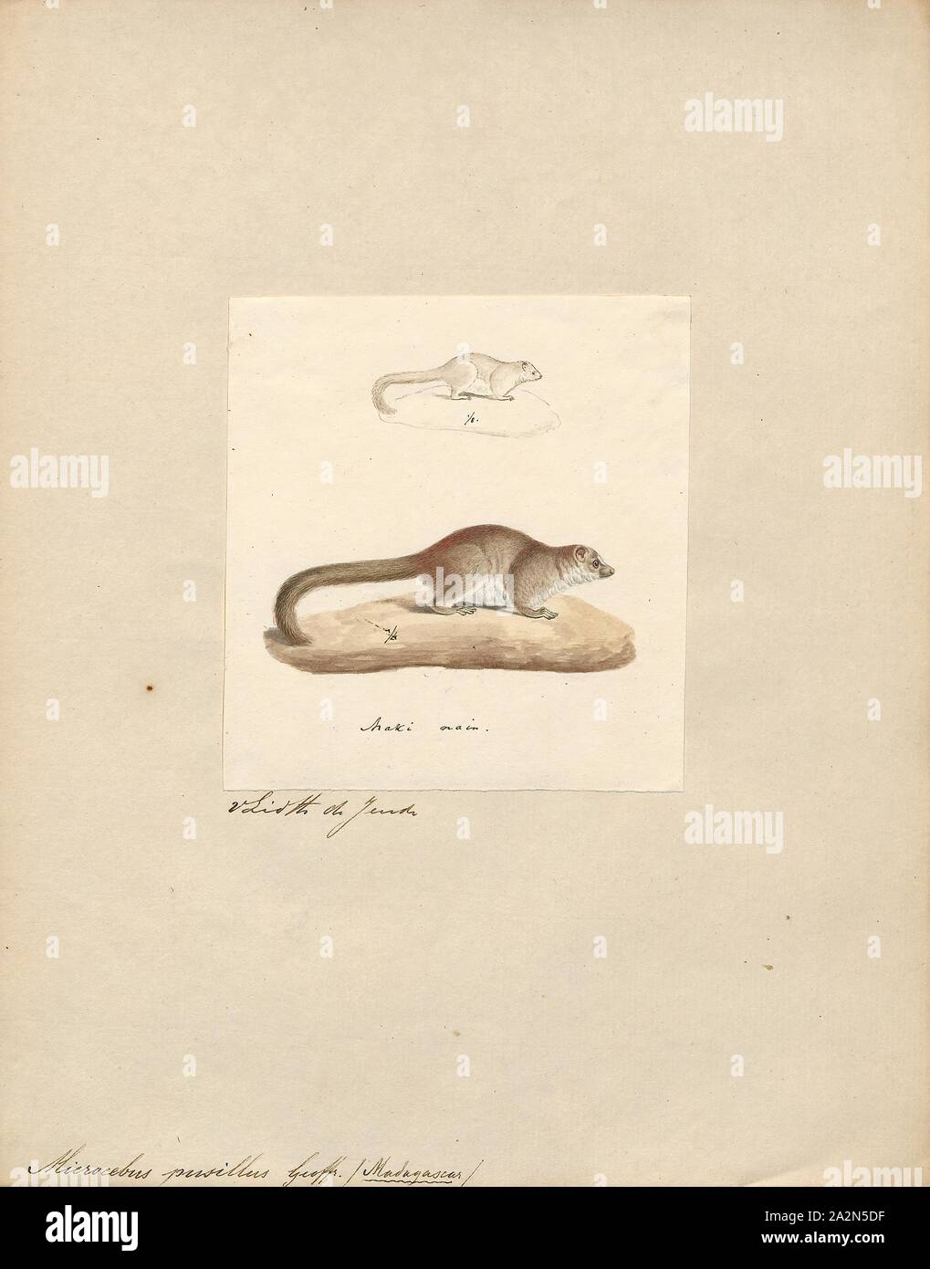 Microcebus pusillus, Print, The mouse lemurs are nocturnal lemurs of ...