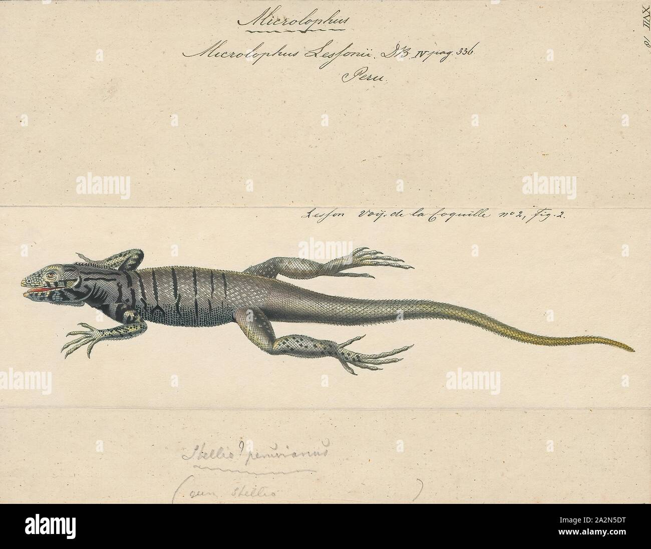 Tropidurid lizards hi-res stock photography and images - Alamy
