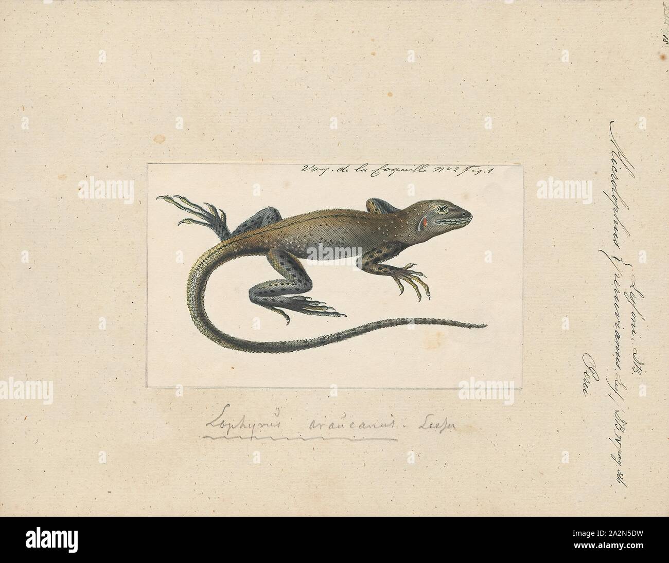 Microlophus lessoni hi-res stock photography and images - Alamy