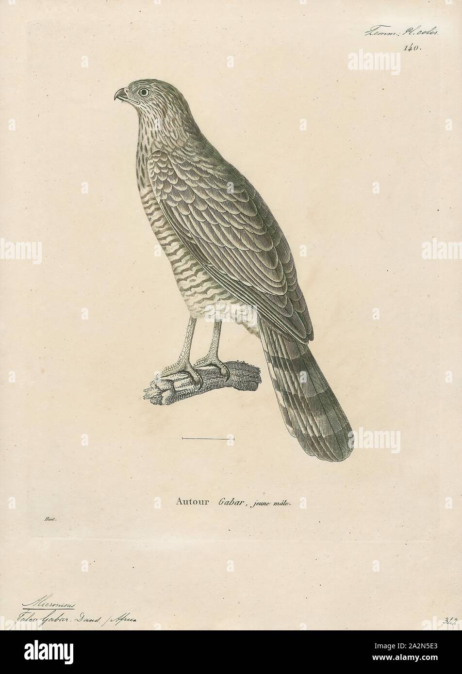Micronisus gabar, Print, The gabar goshawk (Micronisus gabar) is a ...