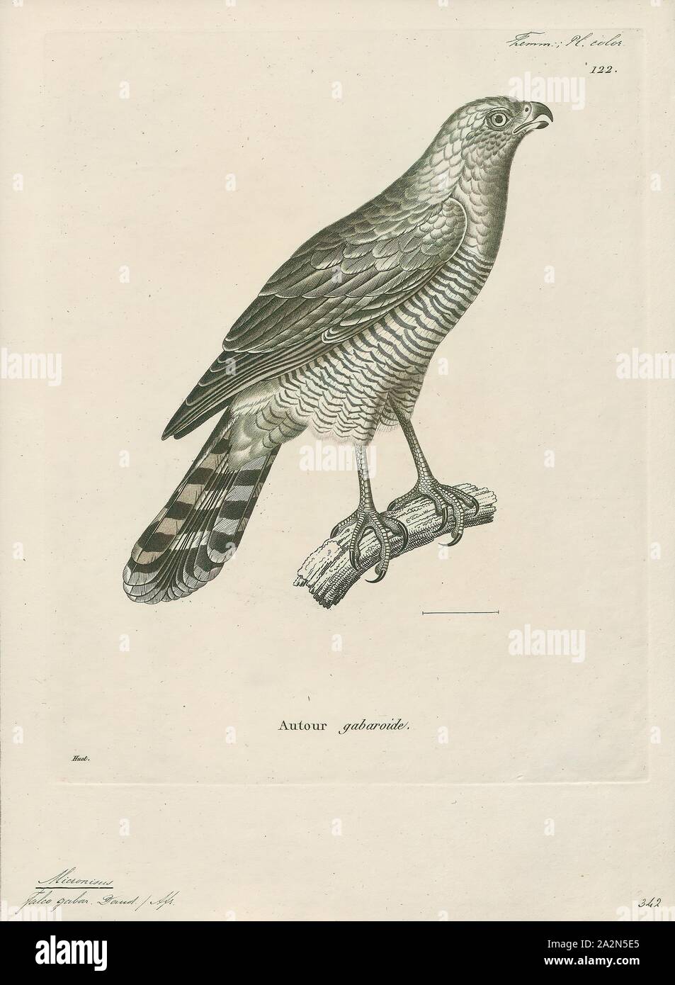 Micronisus gabar, Print, The gabar goshawk (Micronisus gabar) is a ...