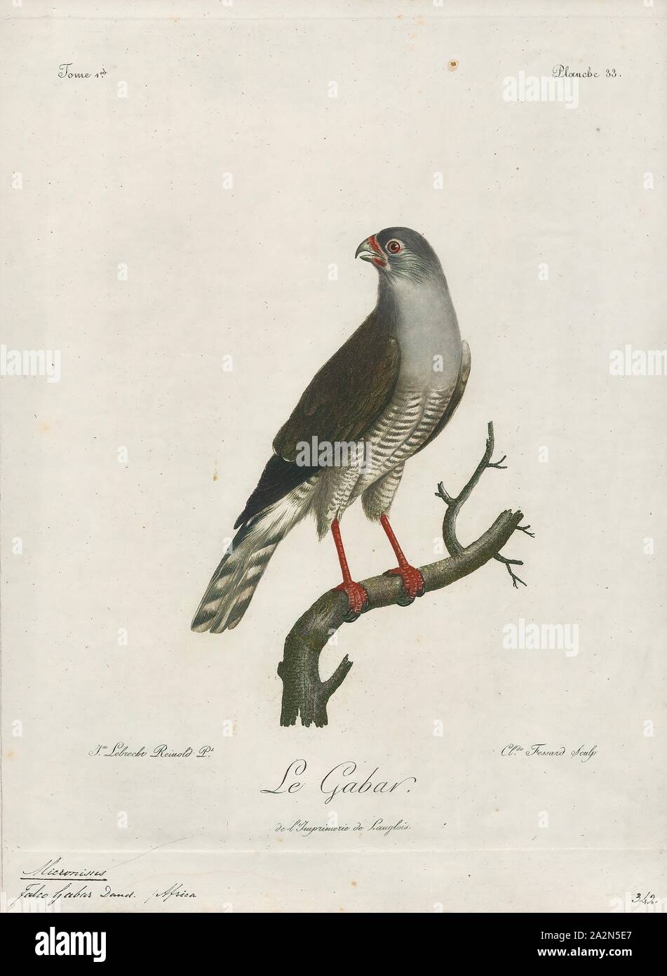 Micronisus gabar, Print, The gabar goshawk (Micronisus gabar) is a ...