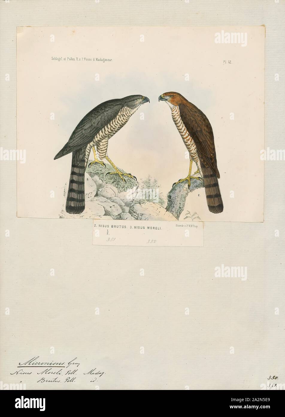 Micronisus moreli, Print, Gabar goshawk, The gabar goshawk (Micronisus ...