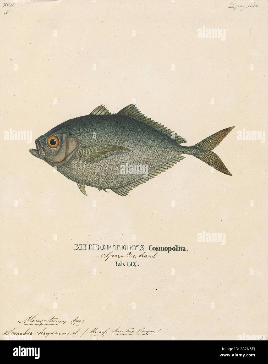 Small primitive metallic moths hi-res stock photography and images - Alamy