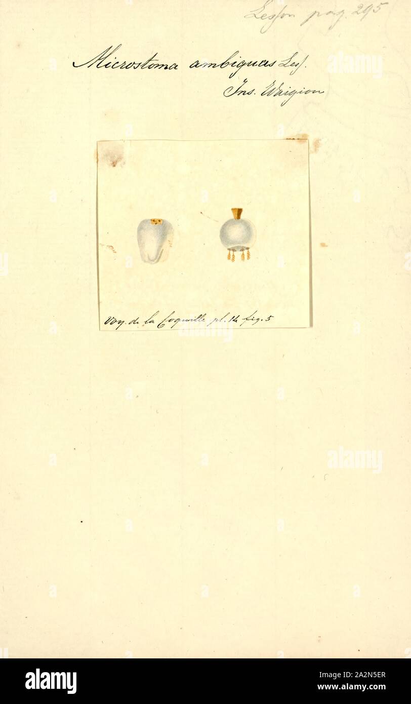 Microstoma ambiguus hi-res stock photography and images - Alamy