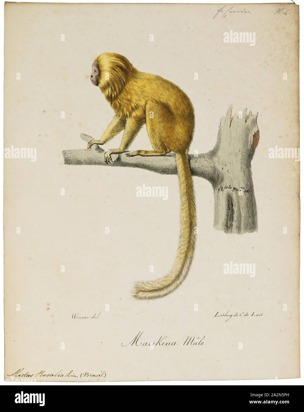 Midas Cut Out Stock Images & Pictures - Alamy