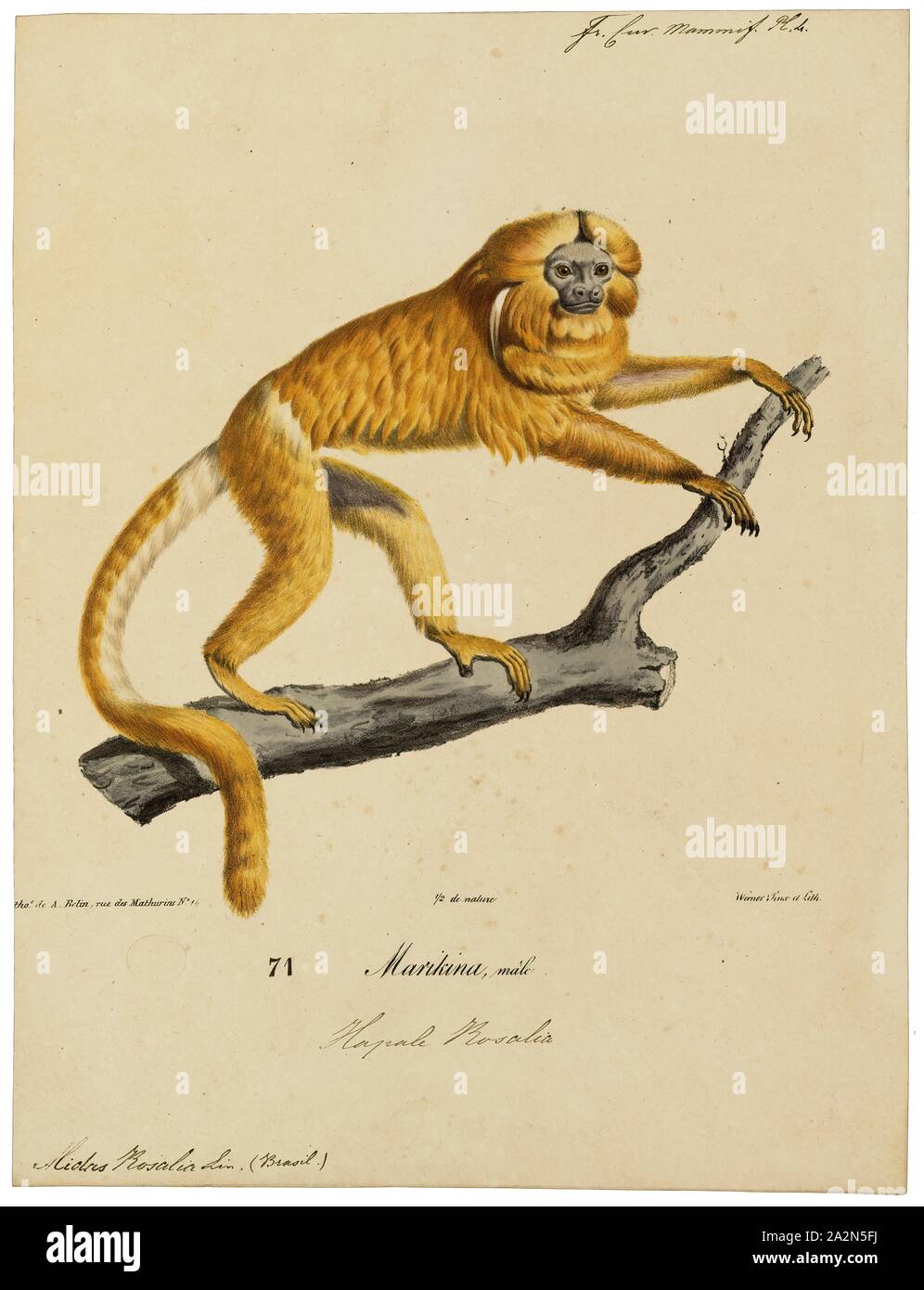 Midas Cut Out Stock Images & Pictures - Alamy