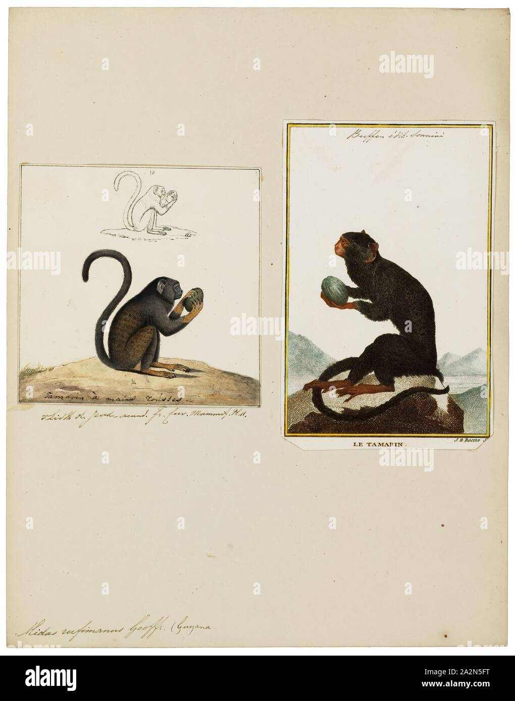 Midas Cut Out Stock Images & Pictures - Alamy