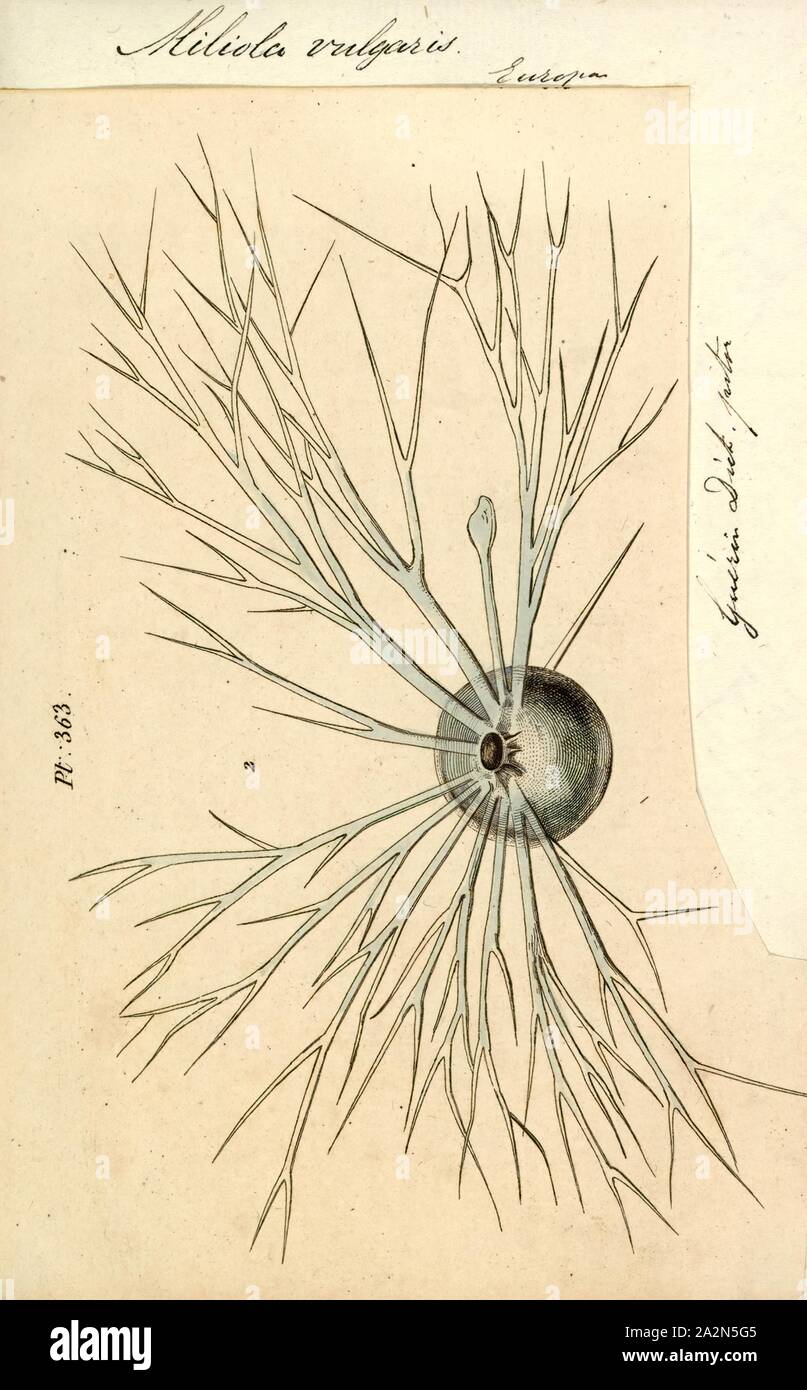 Miliola hi-res stock photography and images - Alamy