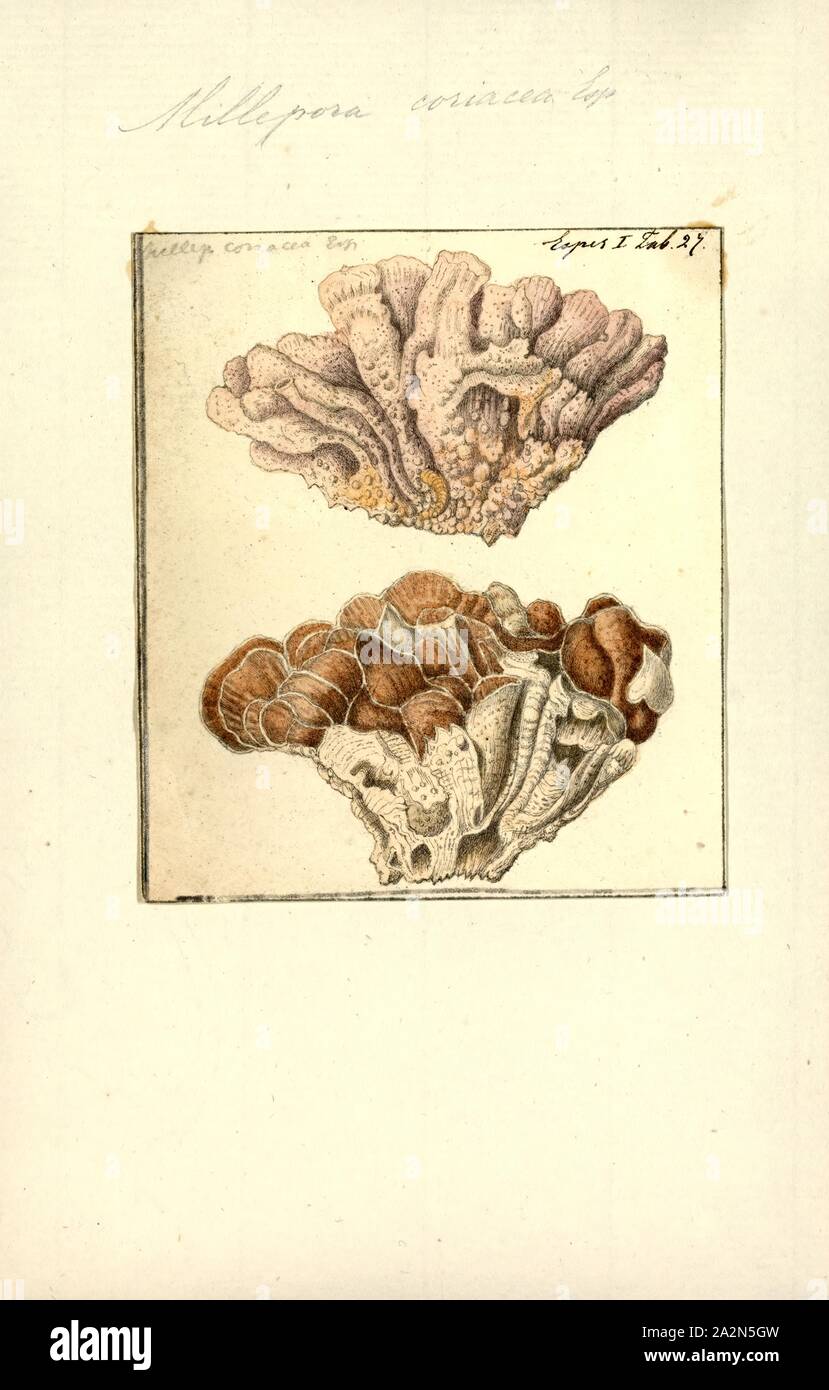 Millepora coriacea hi-res stock photography and images - Alamy