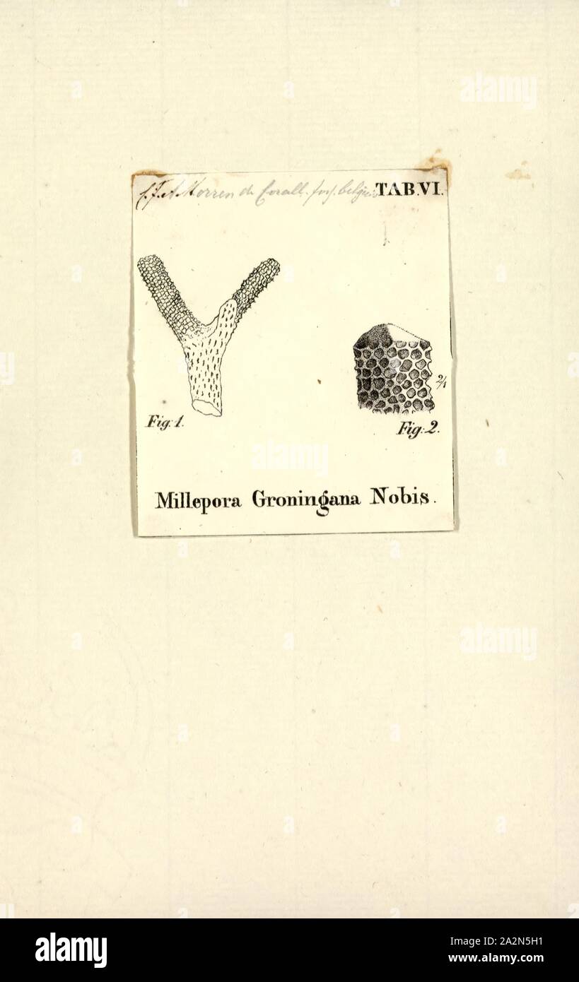 Millepora groningana, Print, Fire corals (Millepora) are a genus of ...