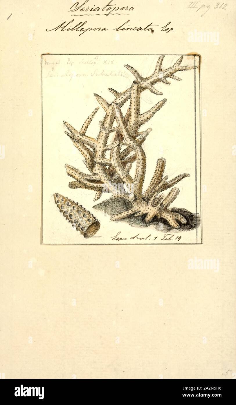 Millepora lineata hi-res stock photography and images - Alamy