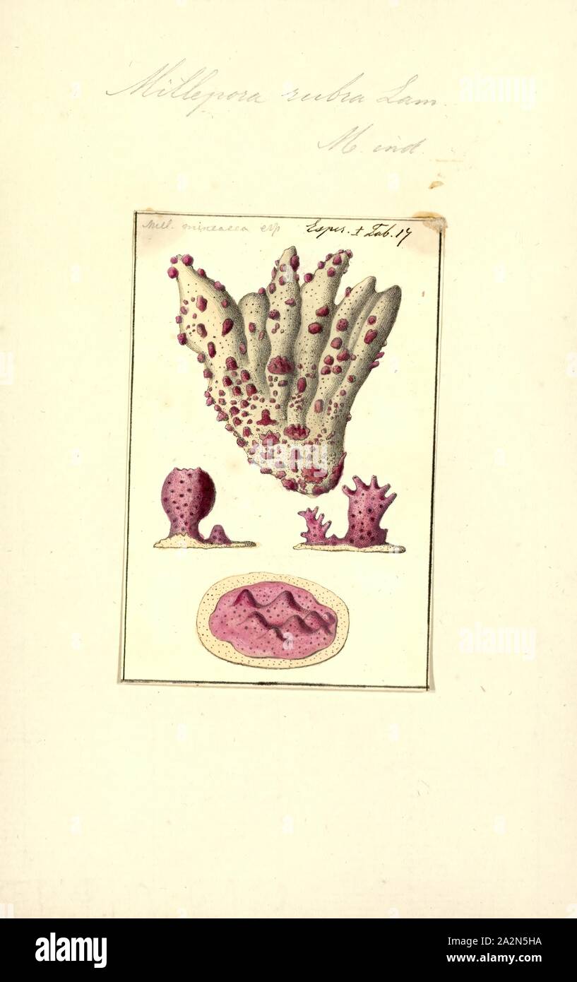 Millepora rubra hi-res stock photography and images - Alamy