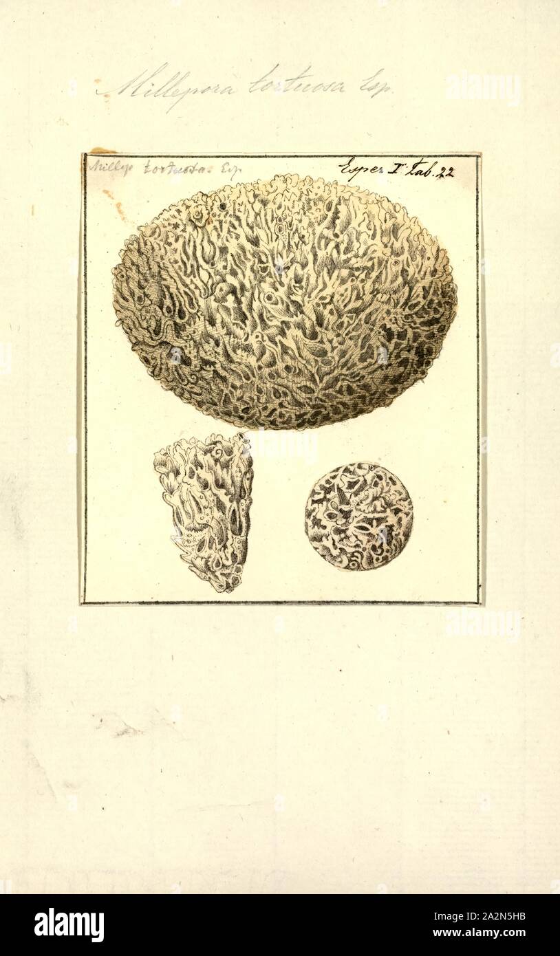 Family milleporidae hi-res stock photography and images - Alamy