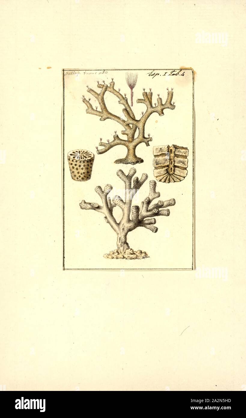 Millepora truncata hi-res stock photography and images - Alamy