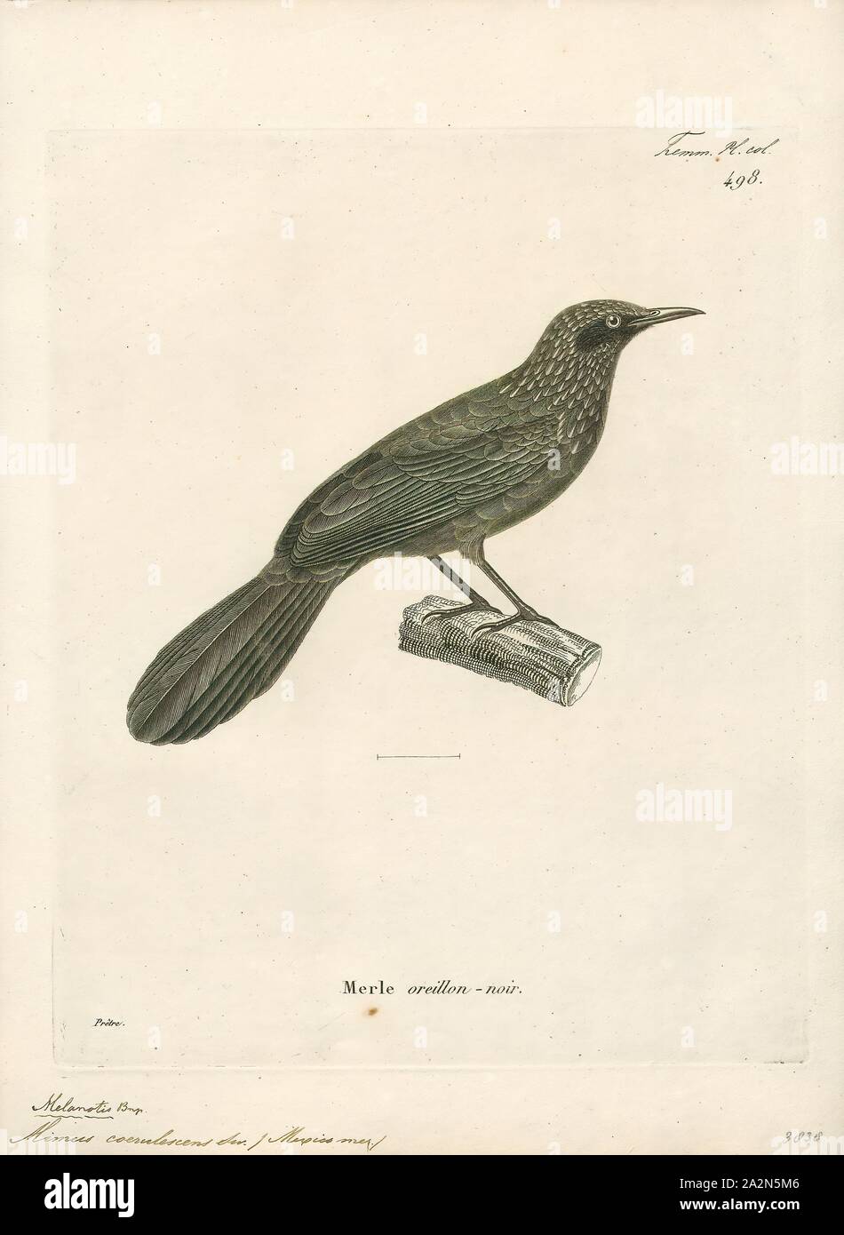 Mimus caerulescens hi-res stock photography and images - Alamy