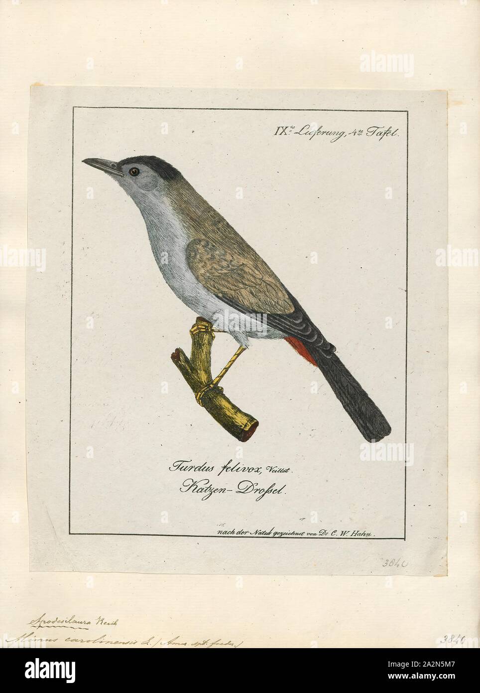 Mimus carolinensis, Print, Mimus is a bird genus in the family Mimidae ...