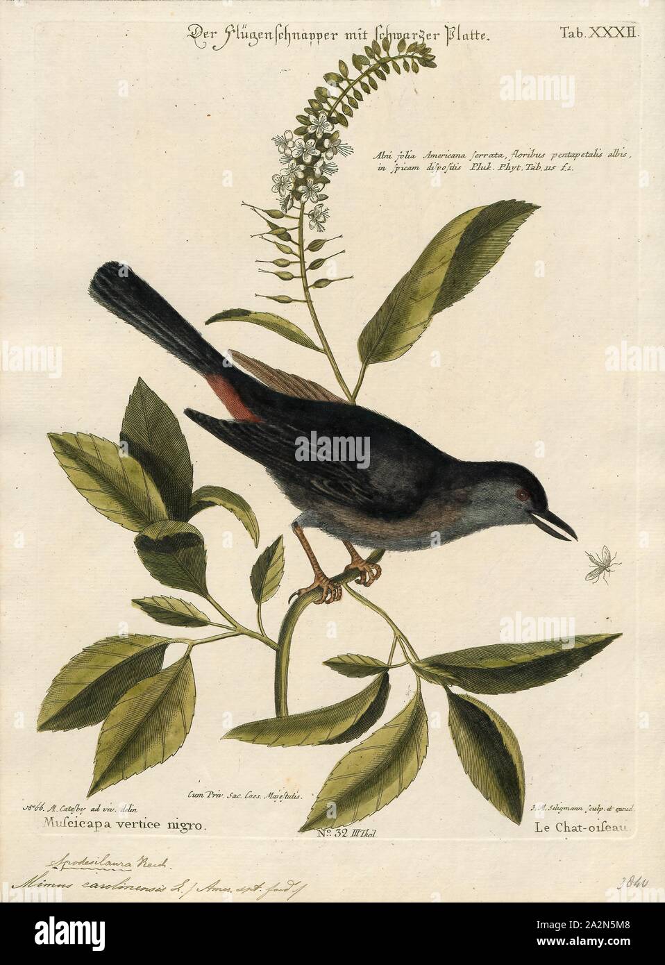 Mimus carolinensis, Print, Mimus is a bird genus in the family Mimidae ...