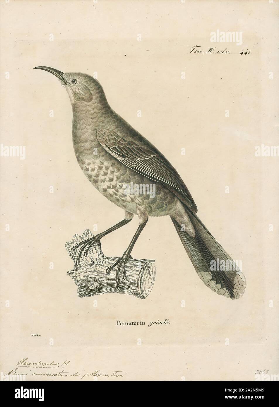 Mimus curvirostris, Print, Mimus is a bird genus in the family Mimidae ...