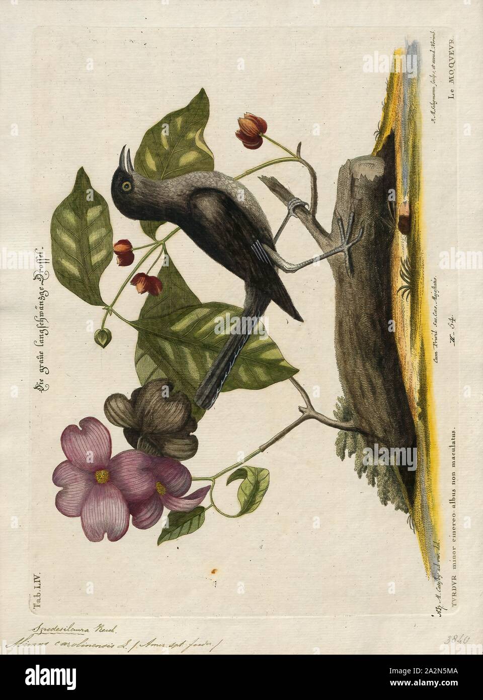 Mimus carolinensis hi-res stock photography and images - Alamy