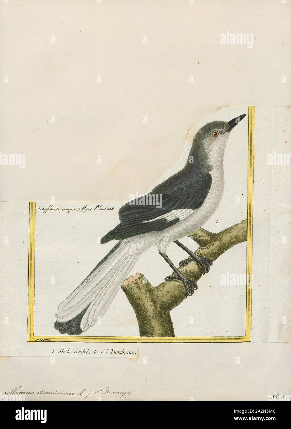 Mimus dominicus, Print, Mimus is a bird genus in the family Mimidae. It ...