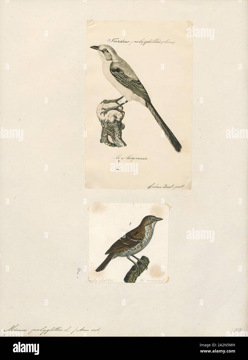 Mimus polyglottus, Print, Mimus is a bird genus in the family Mimidae ...
