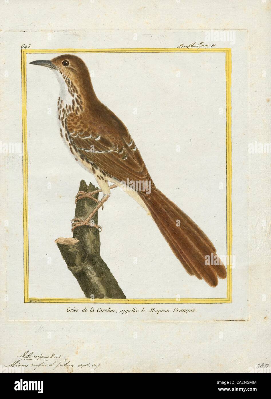 Mimus rufus hi-res stock photography and images - Alamy