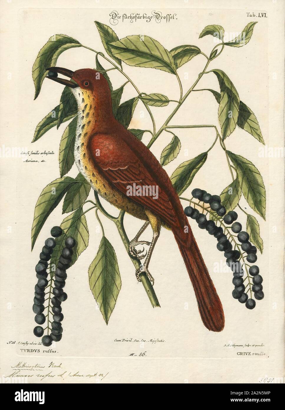 Mimus rufus, Print, Mimus is a bird genus in the family Mimidae. It ...