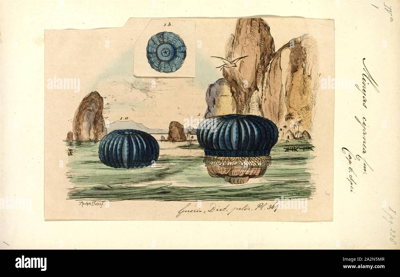 Minyas cyanea, Print Stock Photo - Alamy