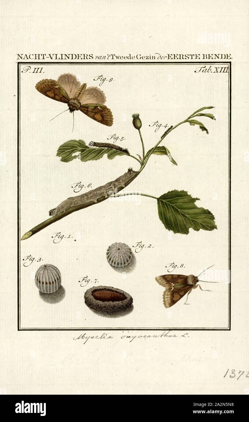 Miselia hi-res stock photography and images - Alamy