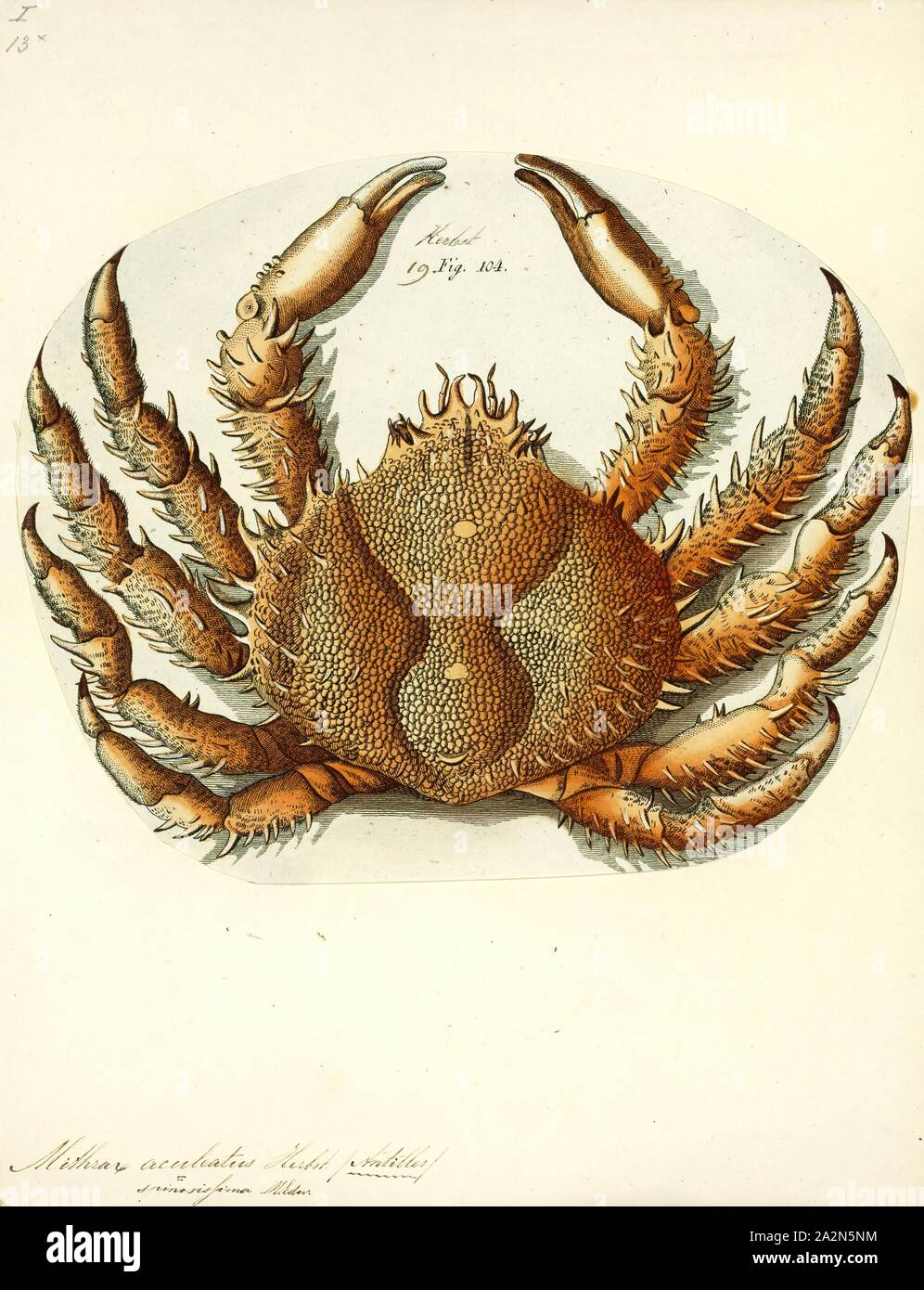 Mithrax aculeatus, Print, Mithrax is a genus of spider crabs in the ...