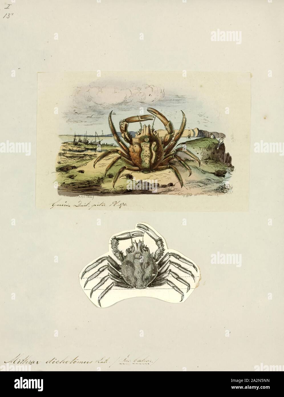 Mithracidae hi-res stock photography and images - Alamy