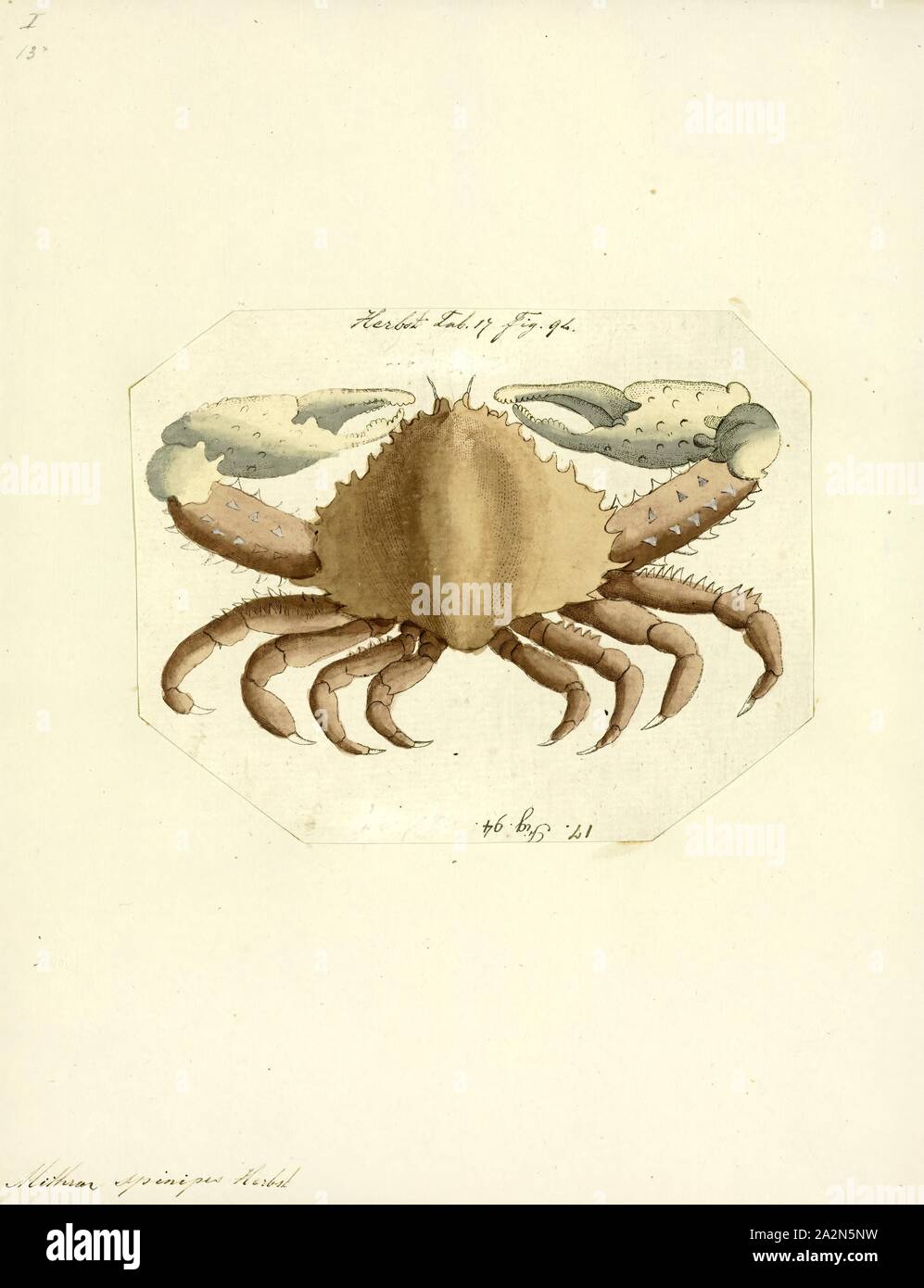 Mithrax spinipes, Print, Mithrax is a genus of spider crabs in the ...