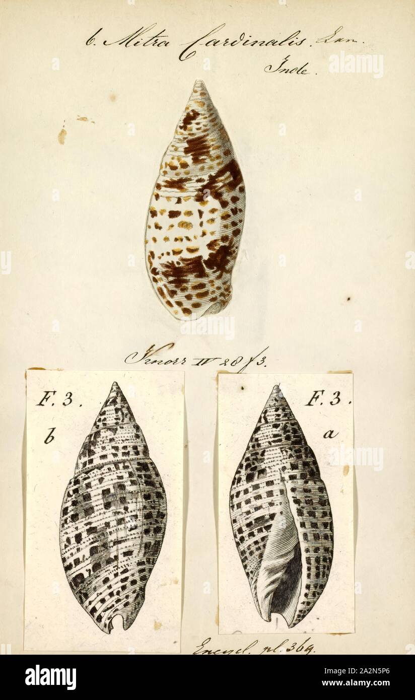 Mitra cardinalis, Print, Quasimitra cardinalis is a species of sea ...