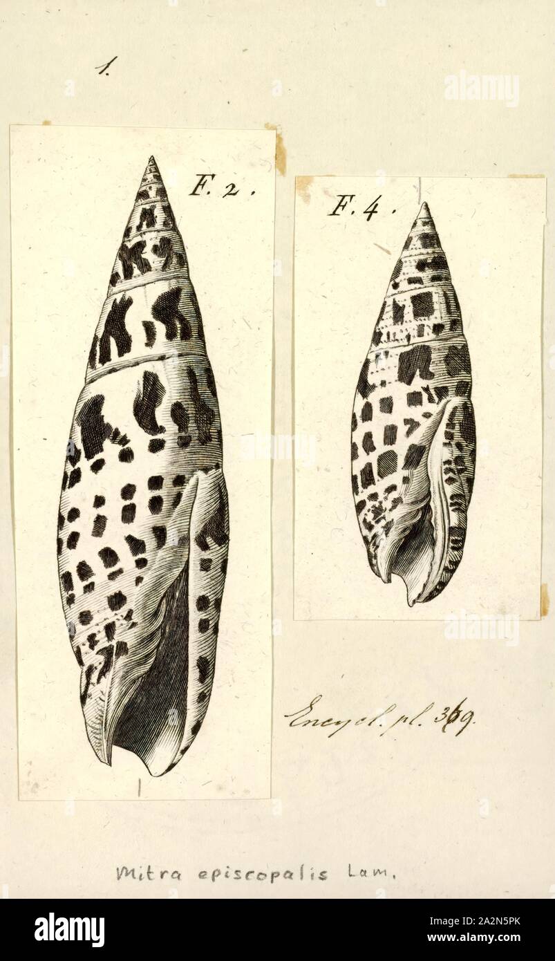 Mitra episcopalis, Print, Mitra mitra, common name the episcopal miter ...
