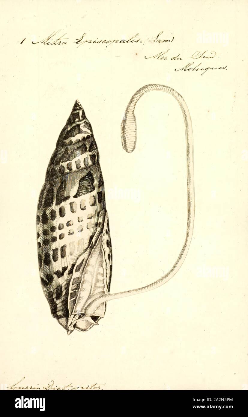 Mitra episcopalis, Print, Mitra mitra, common name the episcopal miter ...