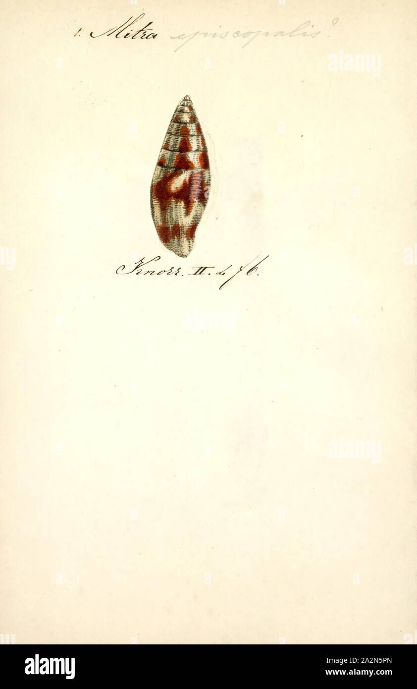 Mitra episcopalis, Print, Mitra mitra, common name the episcopal miter ...