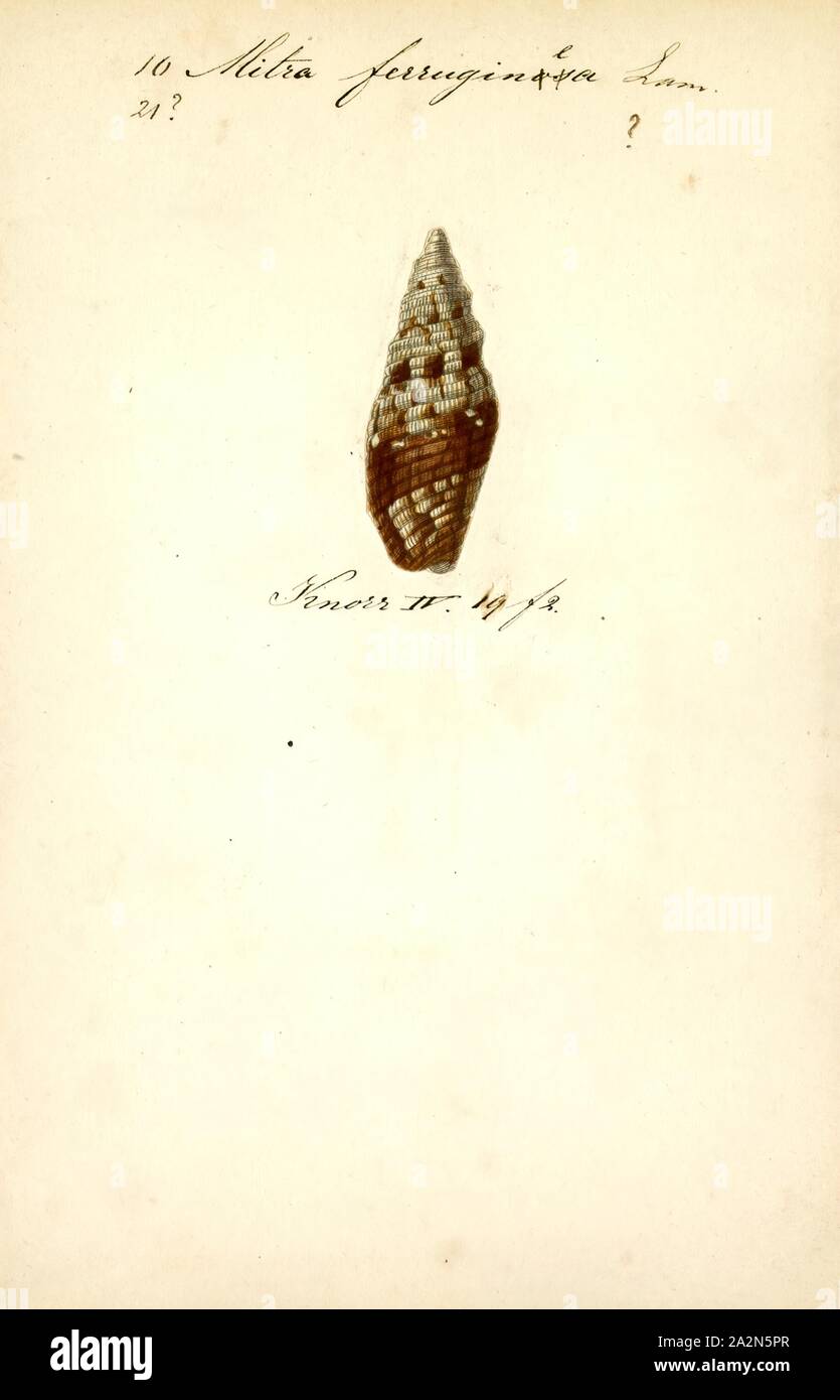 Mitra ferruginea, Print, Nebularia ferruginea is a species of sea snail ...