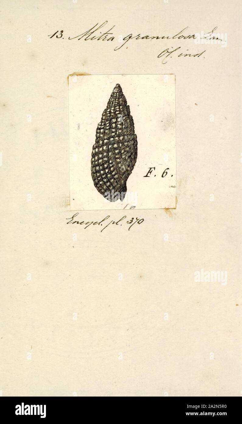 Mitra granulosa, Print, Neotiara nodulosa, common name : the nodulose ...