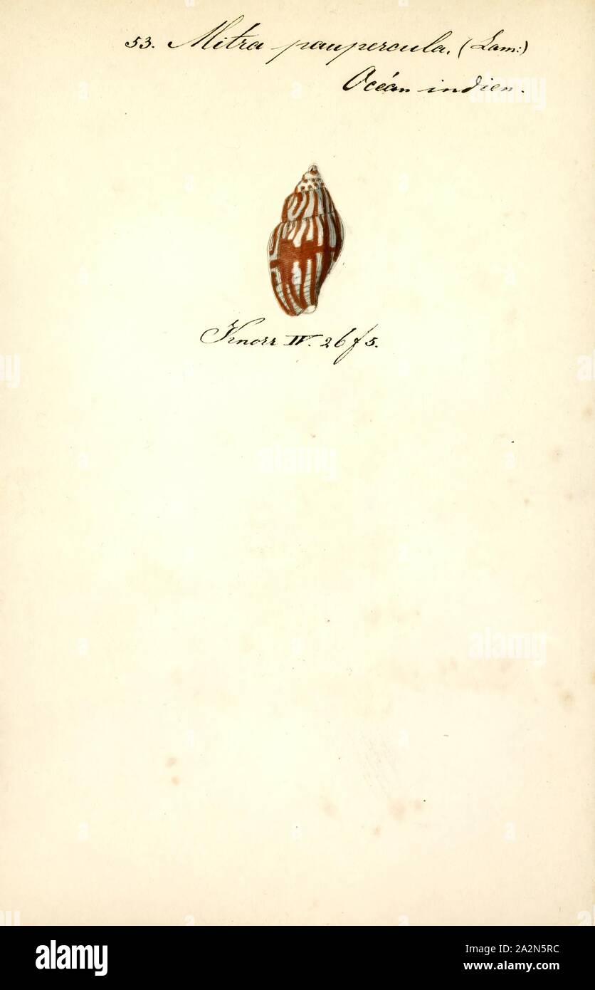 Strigatella paupercula hi-res stock photography and images - Alamy