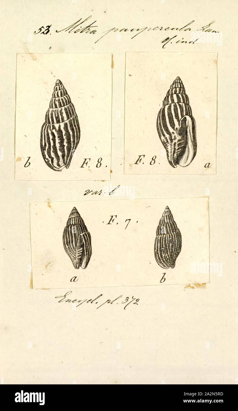Mitra paupercula, Print, Strigatella paupercula is a species of sea snail, a marine gastropod ...