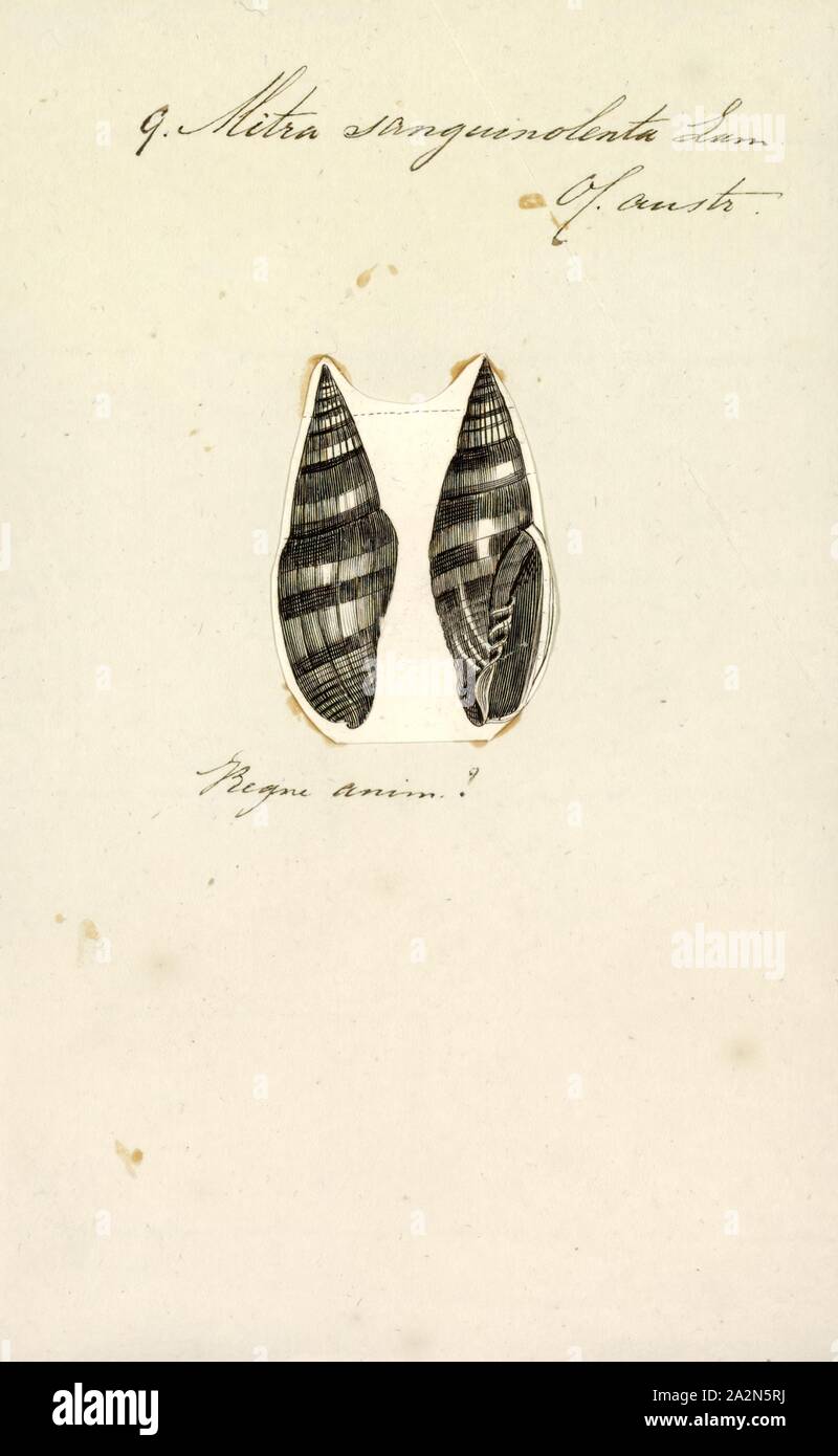 Mitra sanguinolenta, Print, Quasimitra sanguinolenta is a species of ...