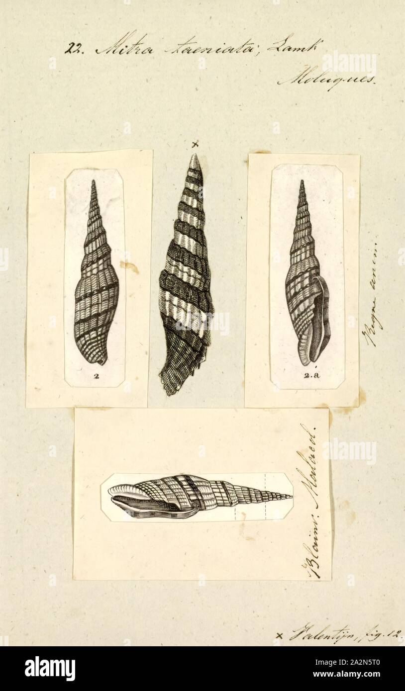 Mitra taeniata, Print, Vexillum (Vexillum) taeniatum, common name: the ...