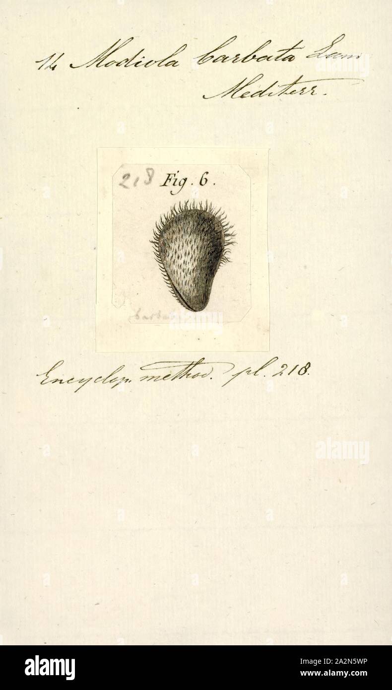 Modiola barbata hi-res stock photography and images - Alamy