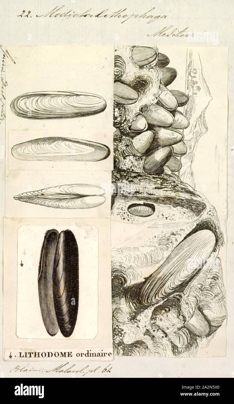 Modiola lithophaga hi-res stock photography and images - Alamy