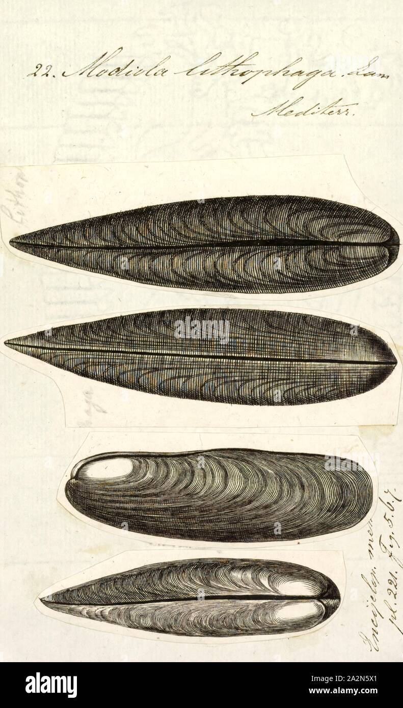 Modiola lithophaga hi-res stock photography and images - Alamy