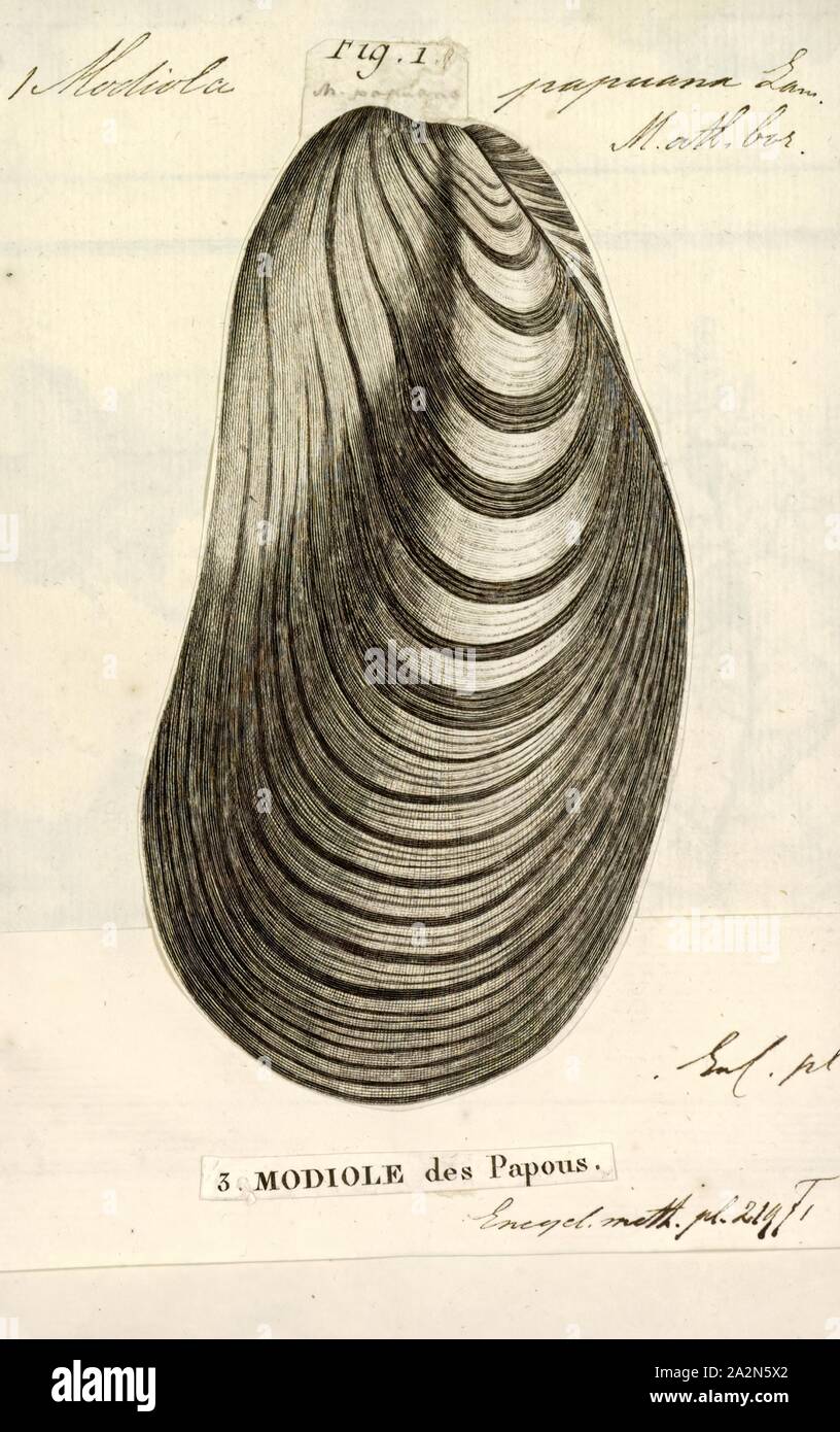 Modiola papuana, Print, Modiola is a monotypic genus of plants in the ...