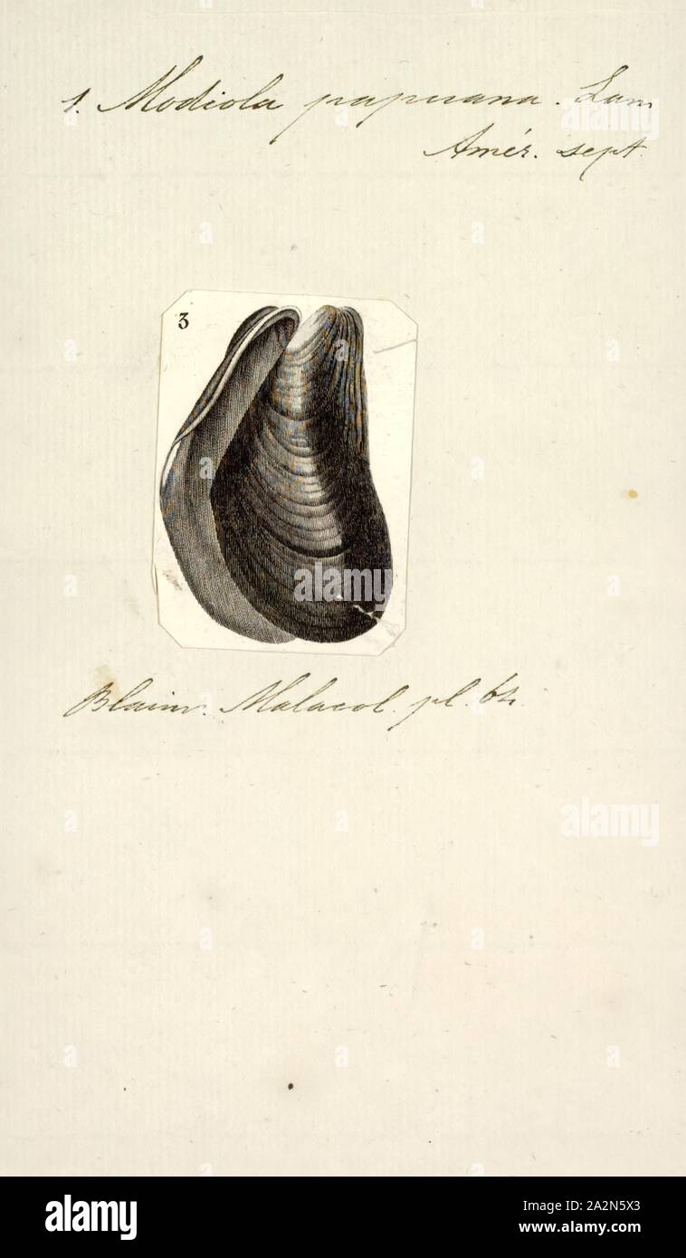 Modiola papuana, Print, Modiola is a monotypic genus of plants in the ...