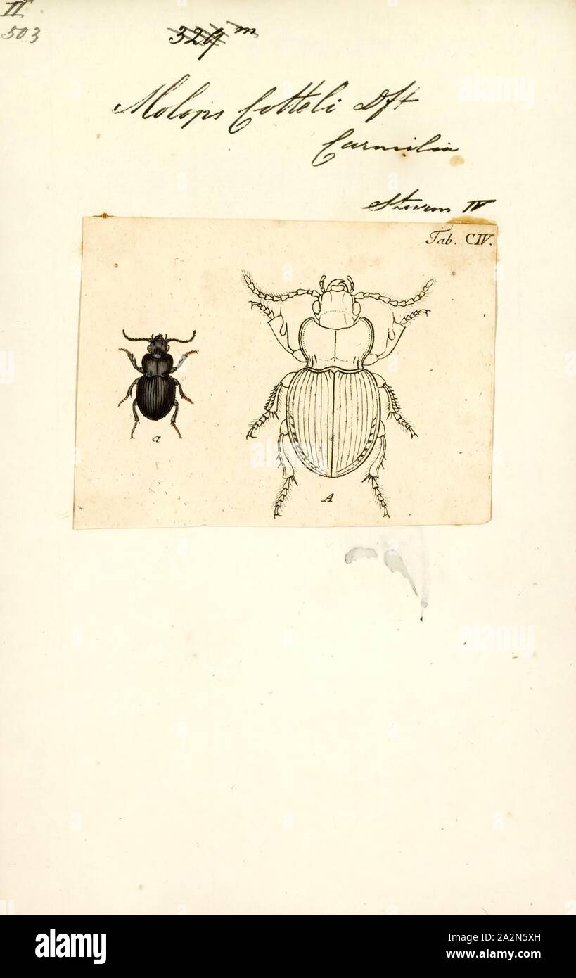 Molops, Print, Molops is a genus of beetles in the family Carabidae ...