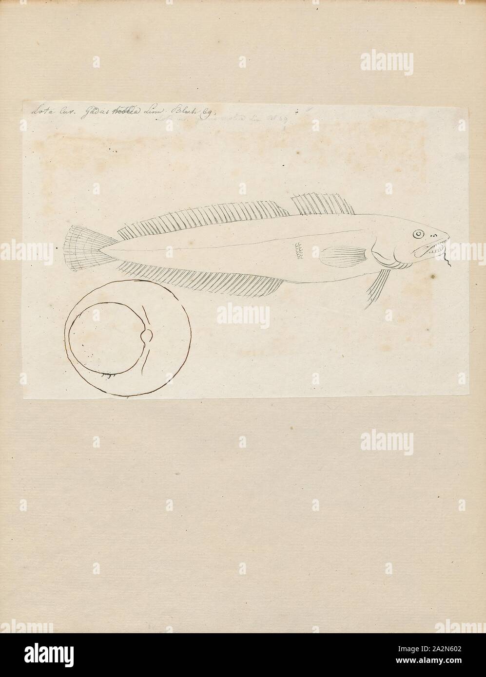 Molva vulgaris, Print, Molva, the lings, is a genus of lotid fishes ...